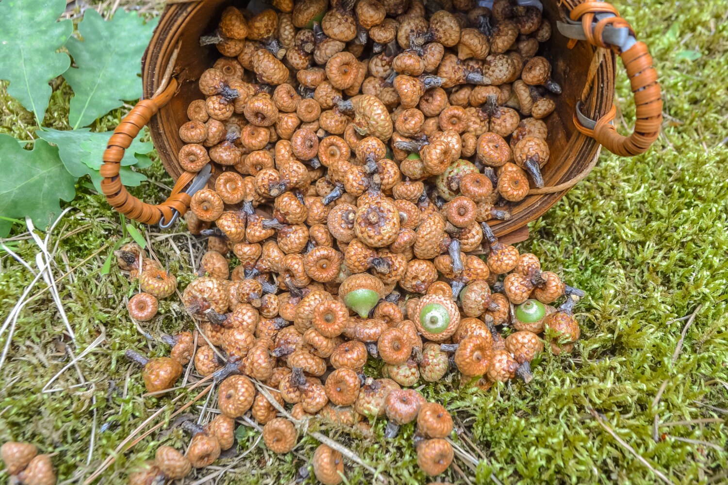 Mini Acorns Young Acorns a Natural Material the Fruits of - Etsy