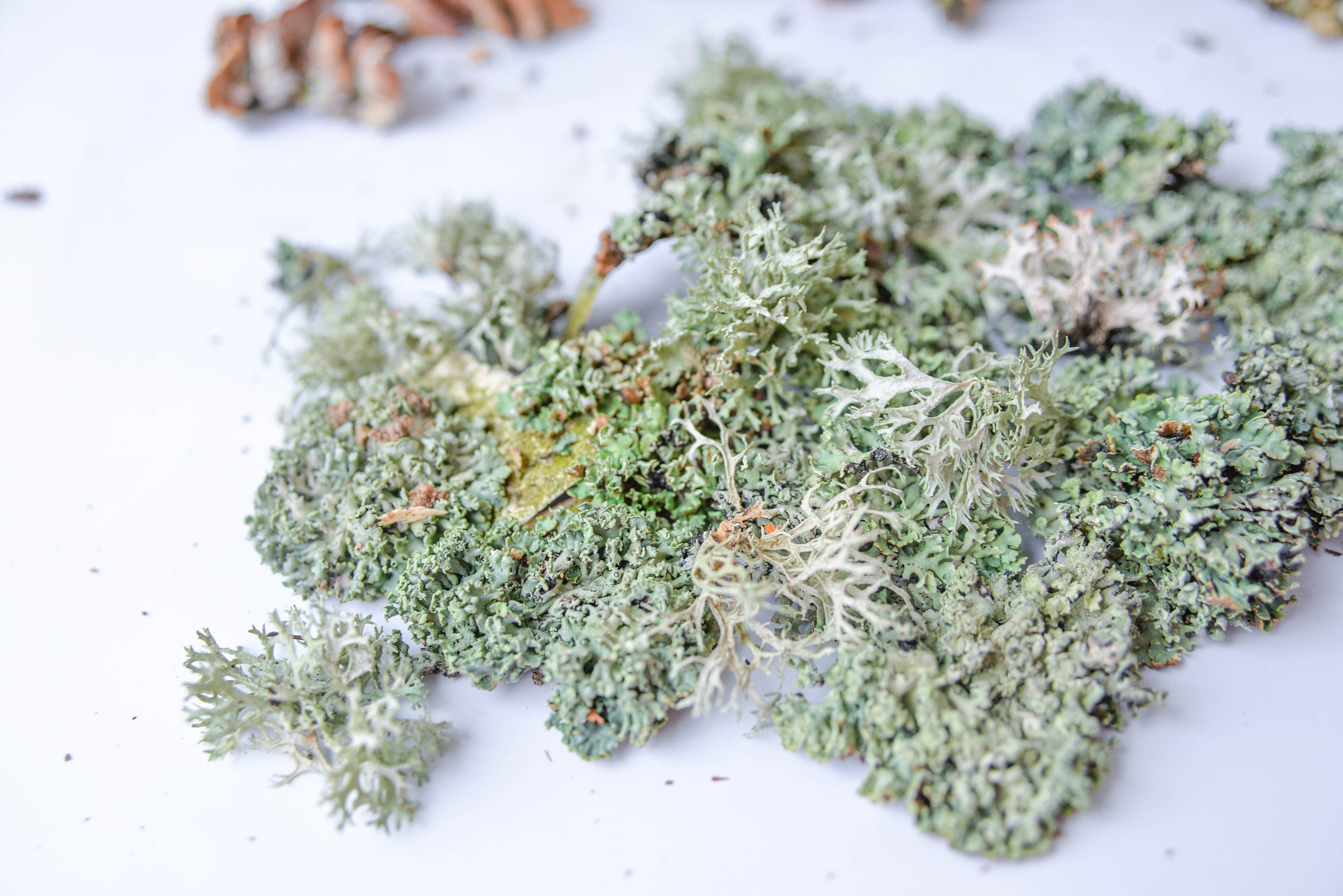 Smooth Forest Lichen Blue Moss Terarium Home Minisad | Etsy