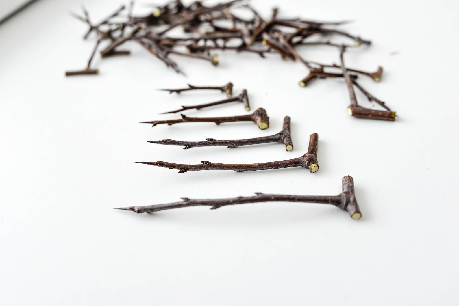 Thorny Branches of Blackthorn Needles Spells of Witchcraft - Etsy
