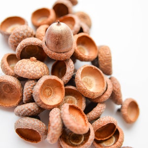150 Acorn Caps, Wooden Decor, Floristry, Natural Material, Acorns ...