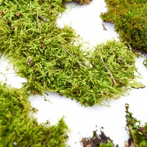 Natural Green Moss for Landscape Design. - Etsy