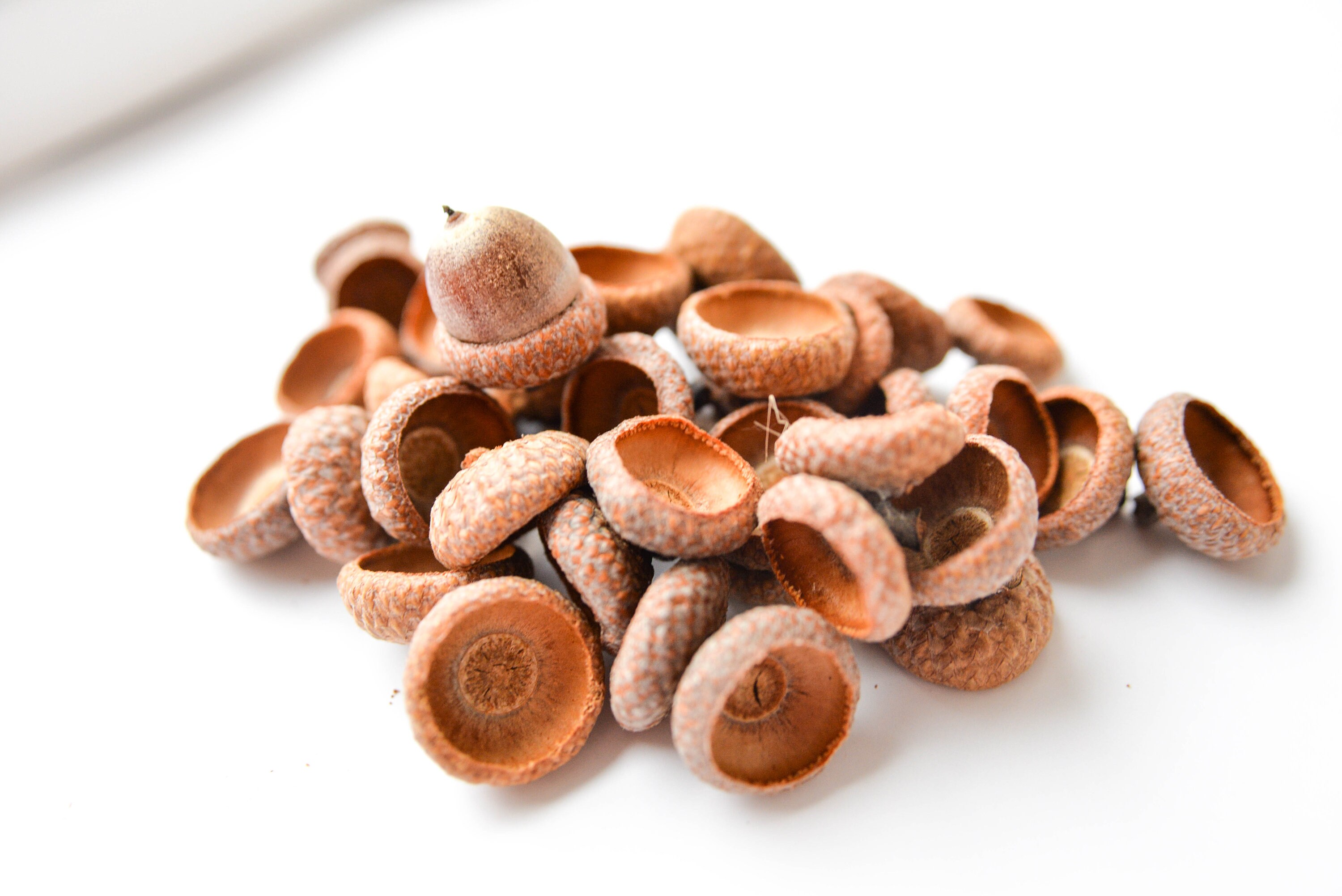 50 Acorn Caps Wooden Decor Floristry Natural Material | Etsy