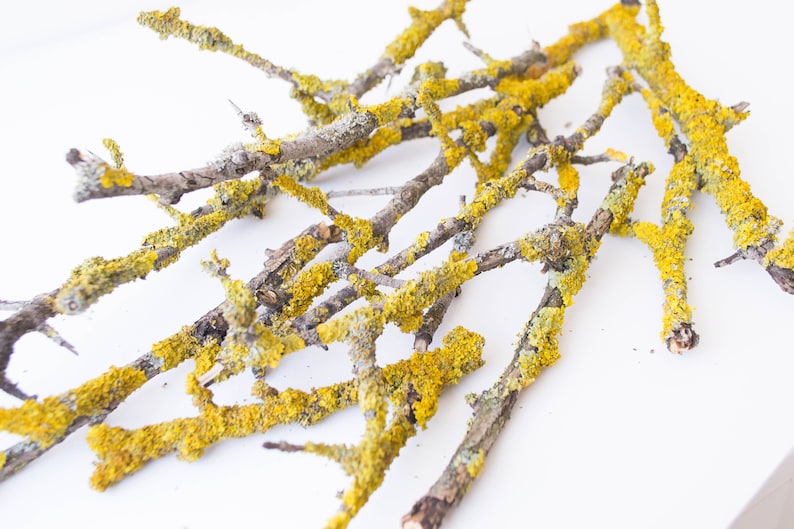 Branches With Yellow Lichen Material for Terrarium Lichen | Etsy