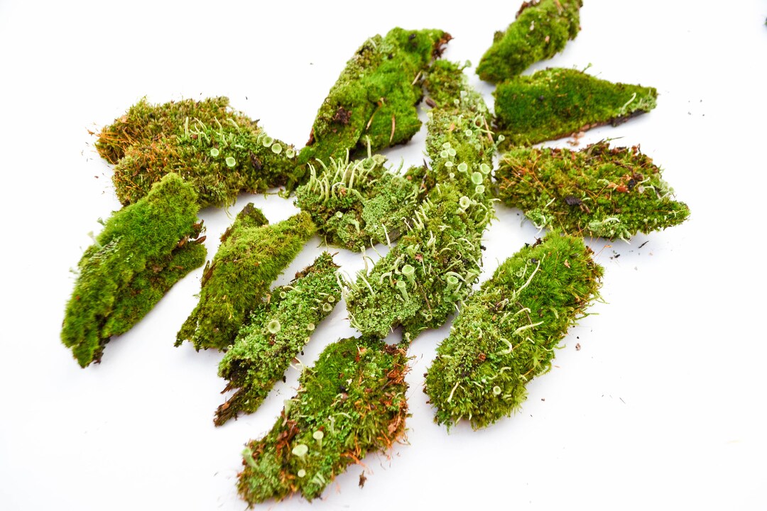 Dried Moss Set: Natural Terrarium Mini-garden Decor - Etsy