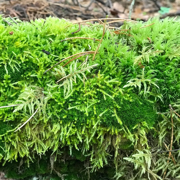 Moss Vivarium Terrarium Container - Etsy