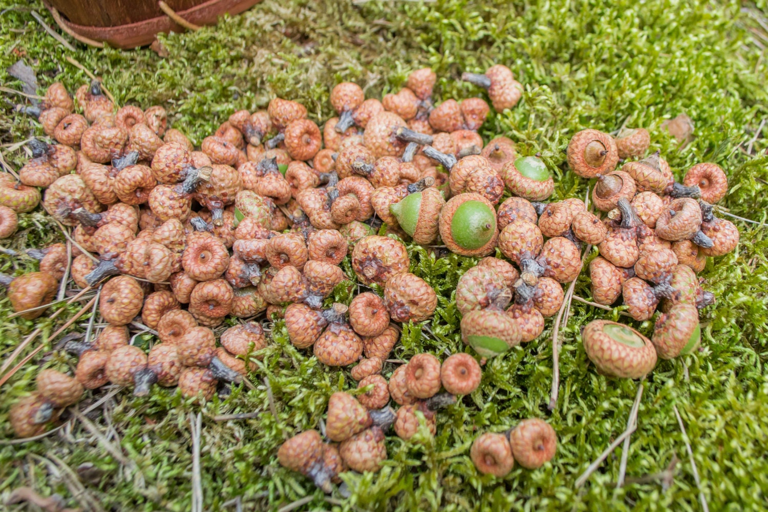Mini Acorns Young Acorns a Natural Material the Fruits of - Etsy