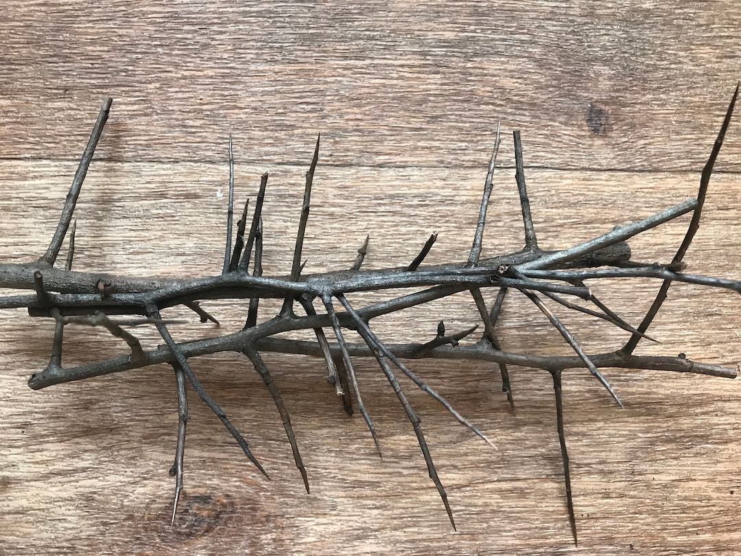 Dried Wild Pear Branches: Thorny Pagan Tree Decor - Etsy