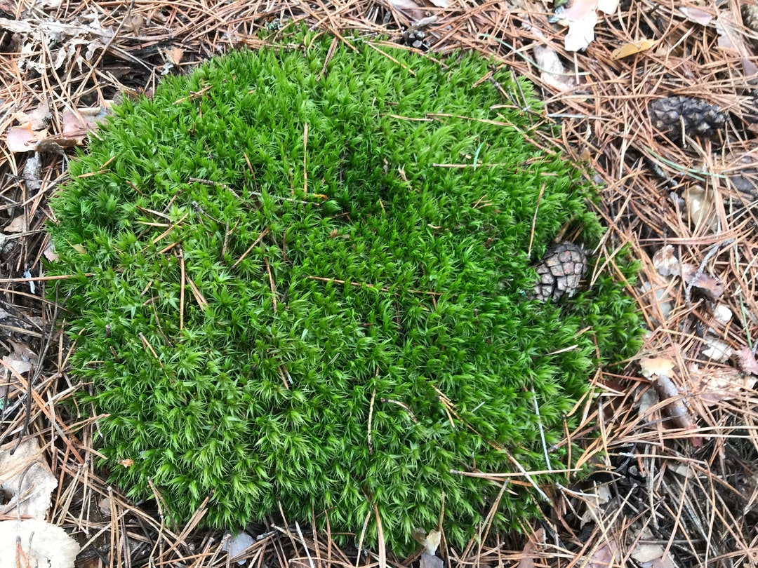 Live Moss for Terrariums / Real Moss for Bonsai / Terrarium Moss ...