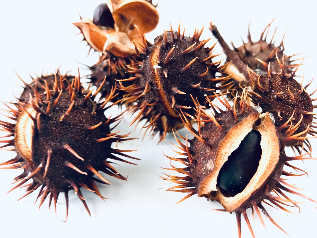 10 Dried Horse Chestnuts in the Shell / Dry Plants / Christmas ...