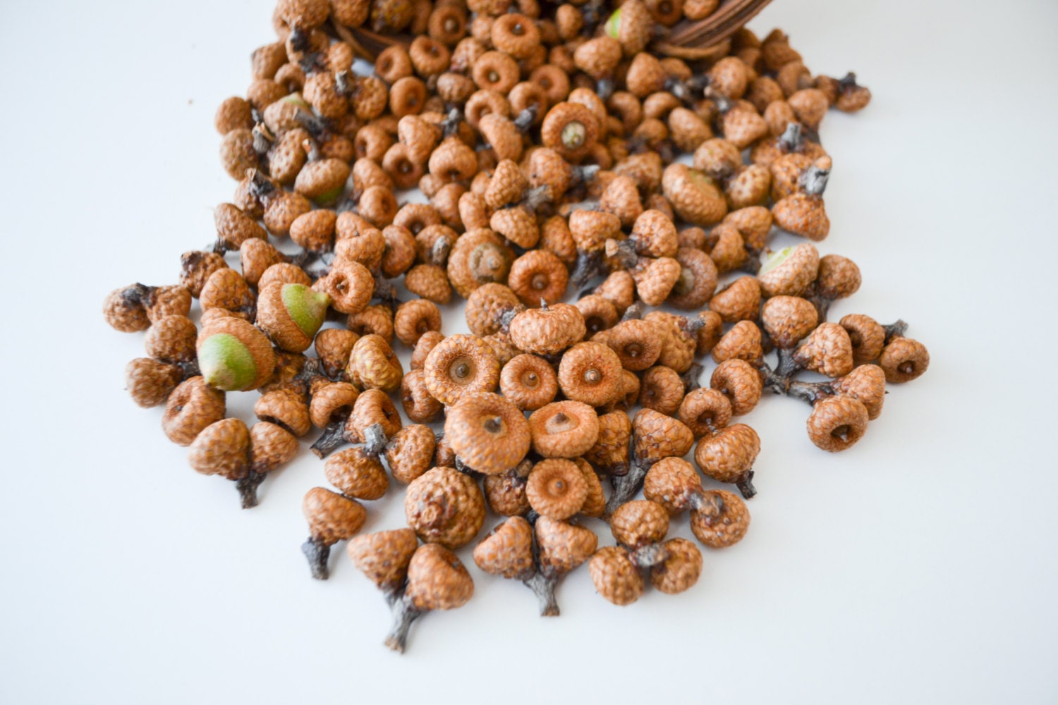 Mini Acorns Young Acorns a Natural Material the Fruits of - Etsy