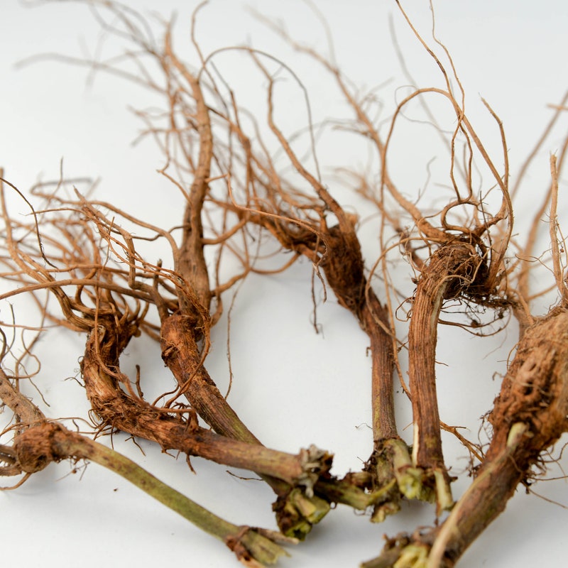 Dried Plants - Etsy