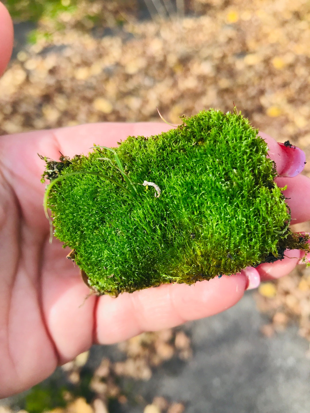 Set Of Moss Is 100 Grams Bonsai Moss Live Moss Fairy Garden Mini Set Of Moss Is 100 Grams Bonsai Moss Live Moss Fairy Garden Mini