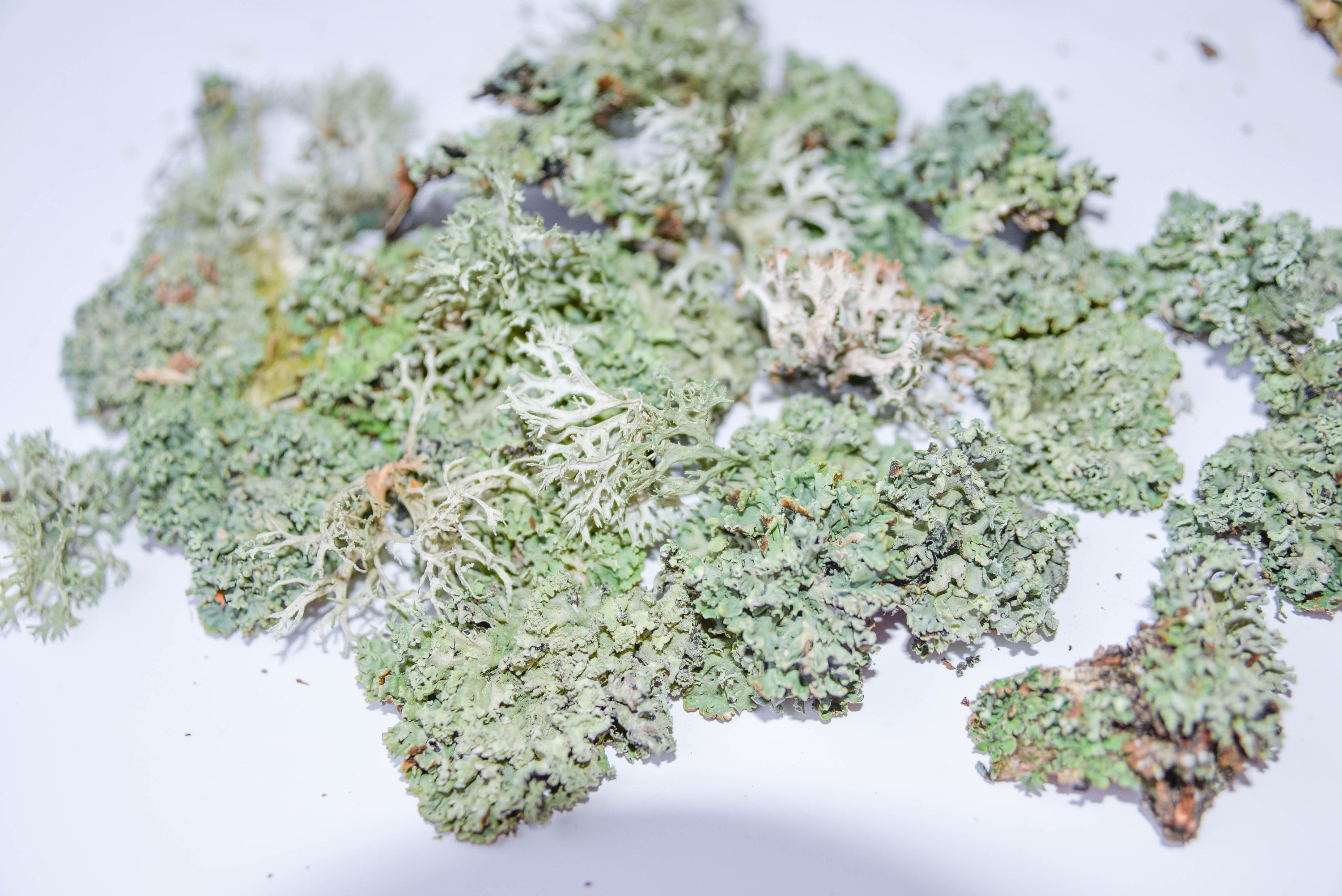 Smooth Forest Lichen Blue Moss Terarium Home Minisad | Etsy