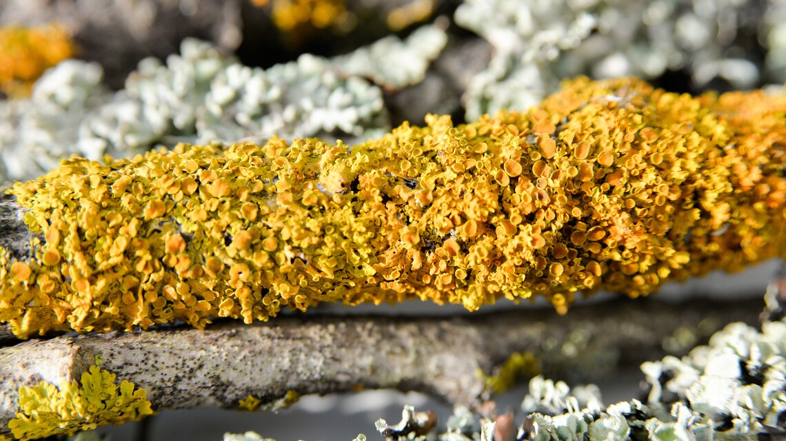 Orange and Gray Lichen Twigs 5 Pieces a Set for a - Etsy