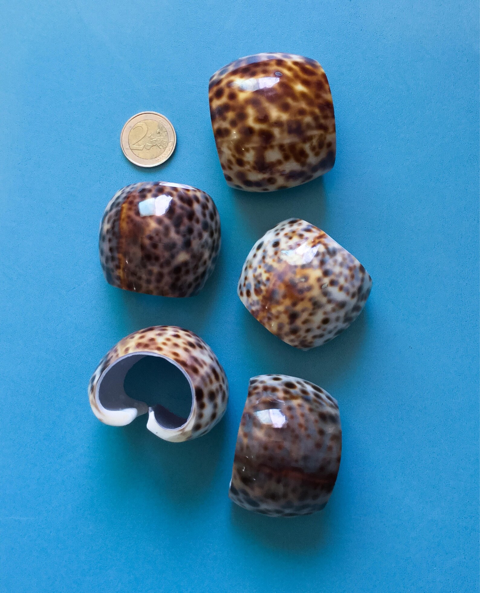 Polished Cowry Shells Polished Sea Shell Decor Beautiful | Etsy