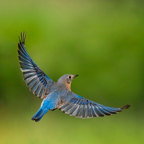 Bluebird In Flight