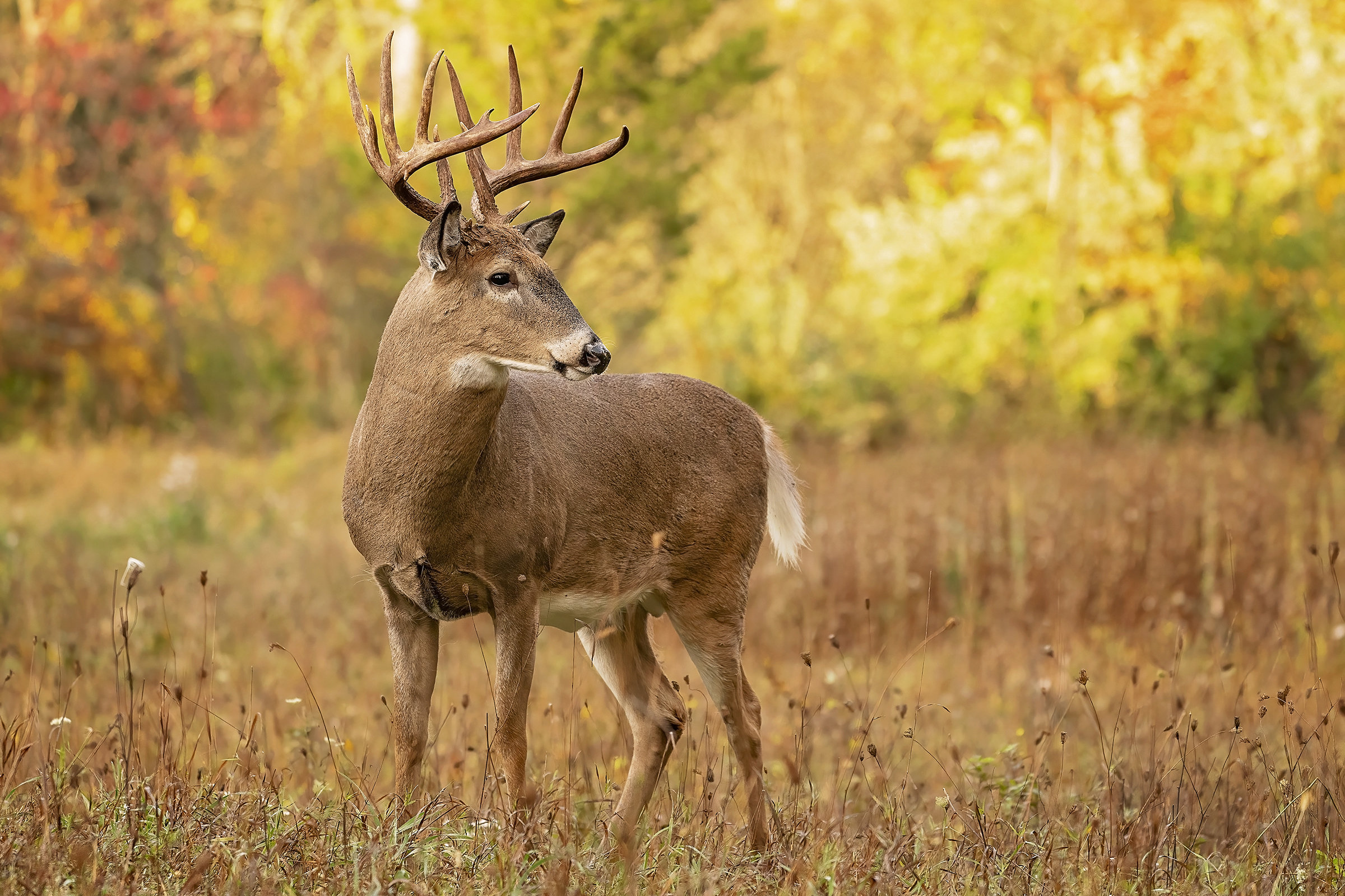 Deer Buck Photography