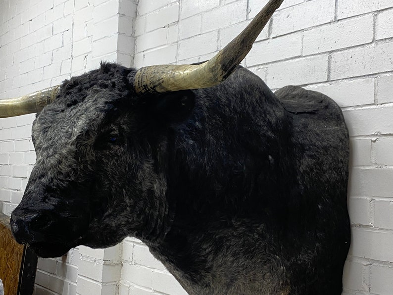 Bulls Head Mount - Etsy