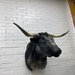 Bulls Head Mount - Etsy