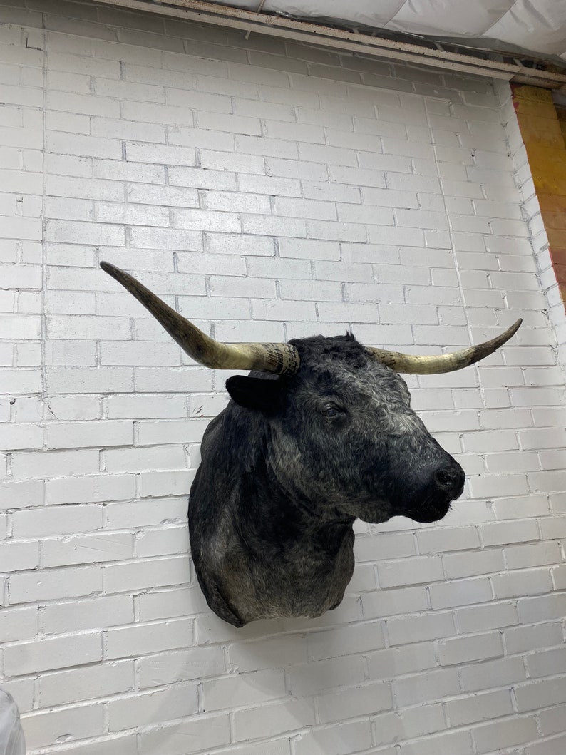 Bulls Head Mount - Etsy