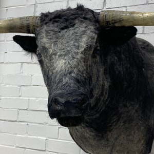 Bulls Head Mount - Etsy