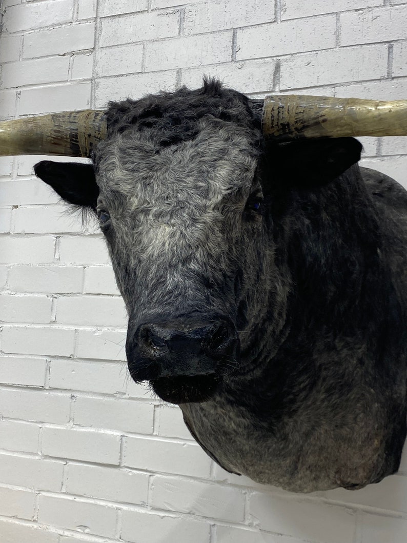 Bulls Head Mount - Etsy