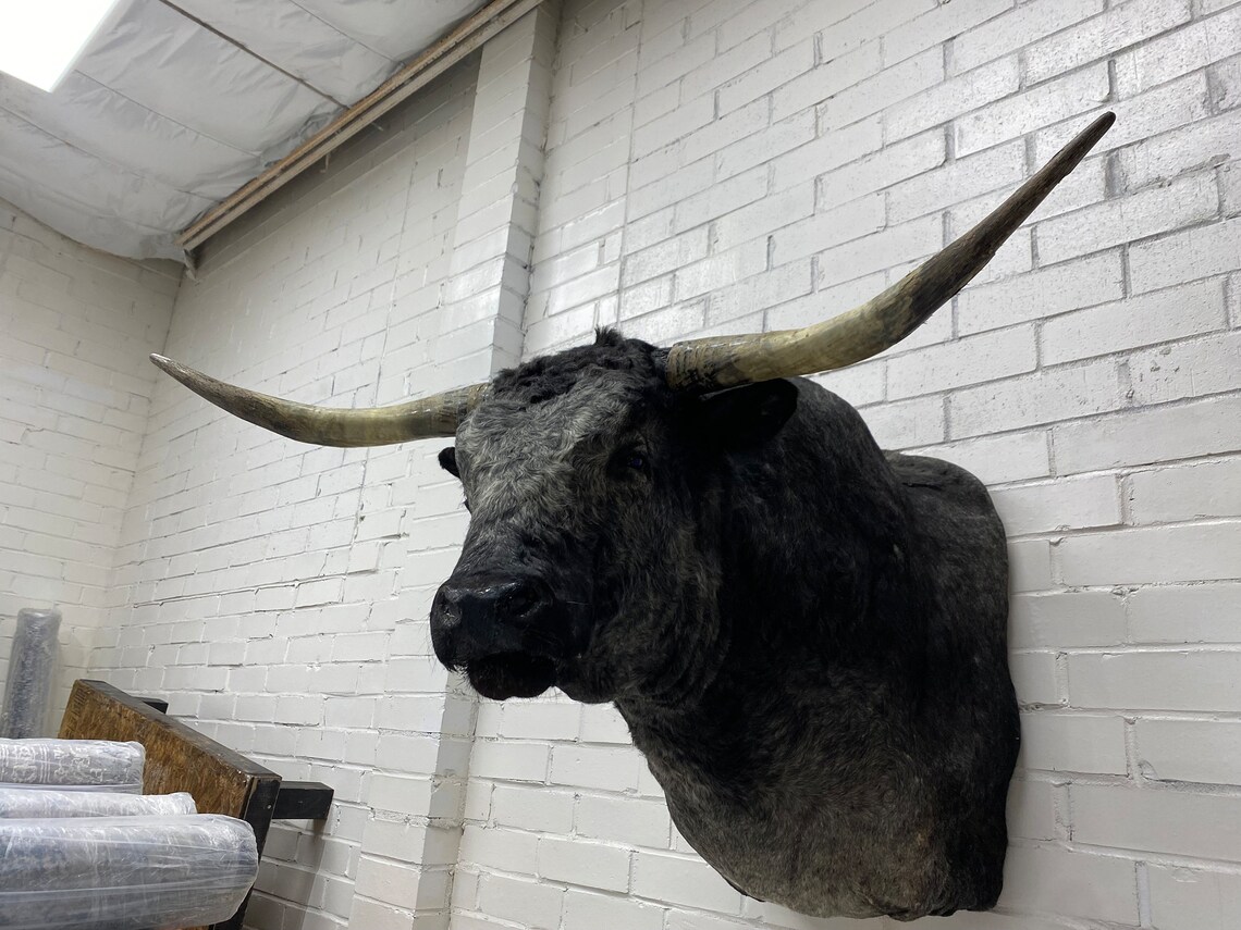 Bulls Head Mount - Etsy