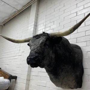Bulls Head Mount - Etsy