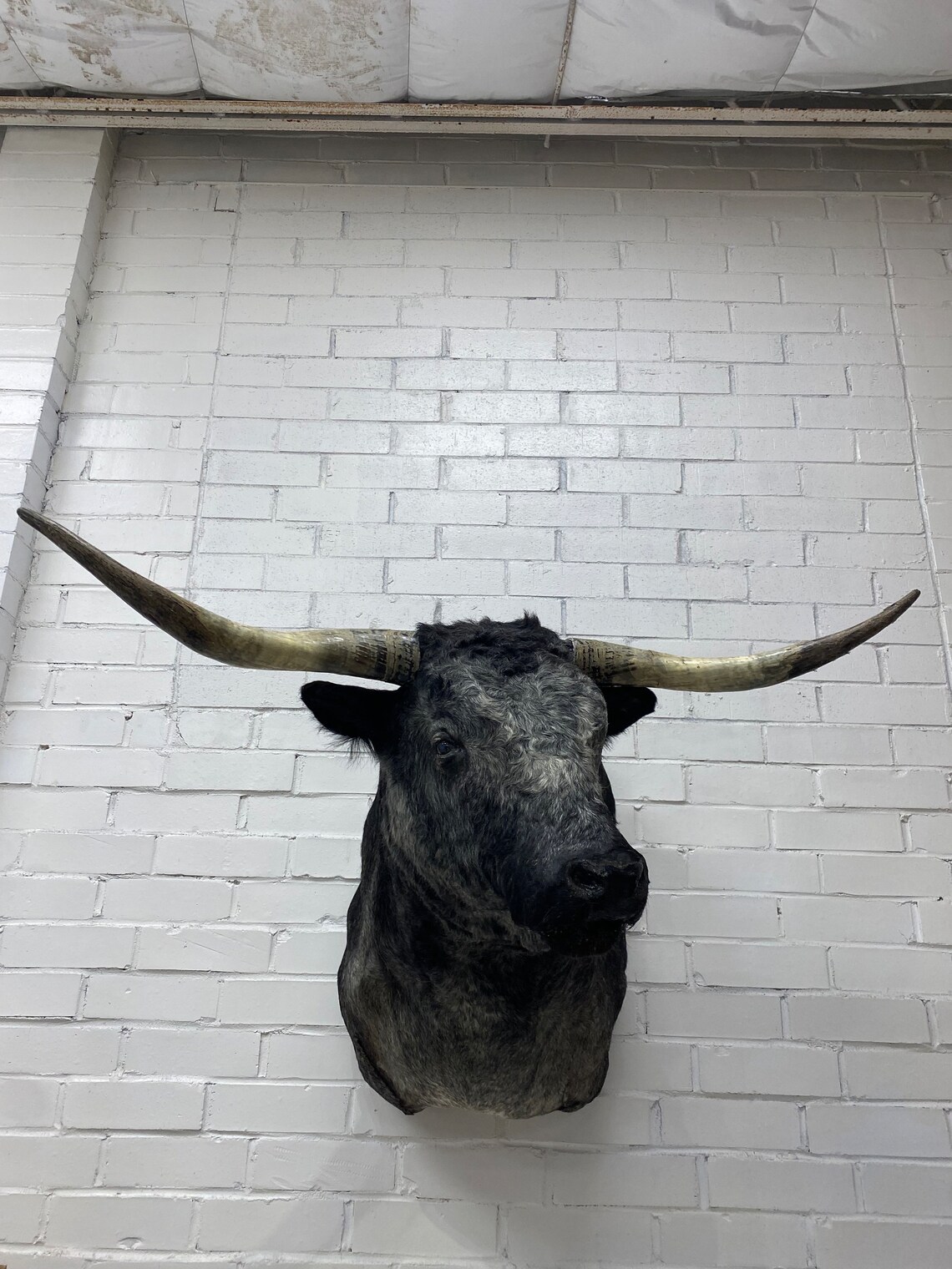 Bulls Head Mount - Etsy