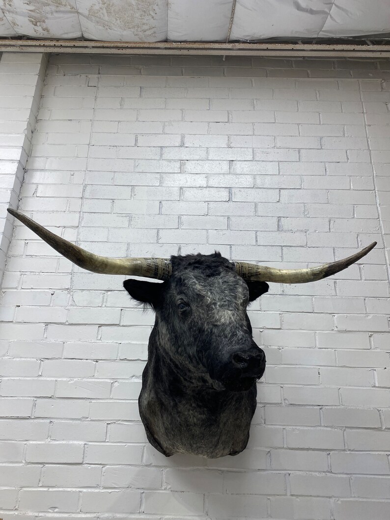 Bulls Head Mount - Etsy