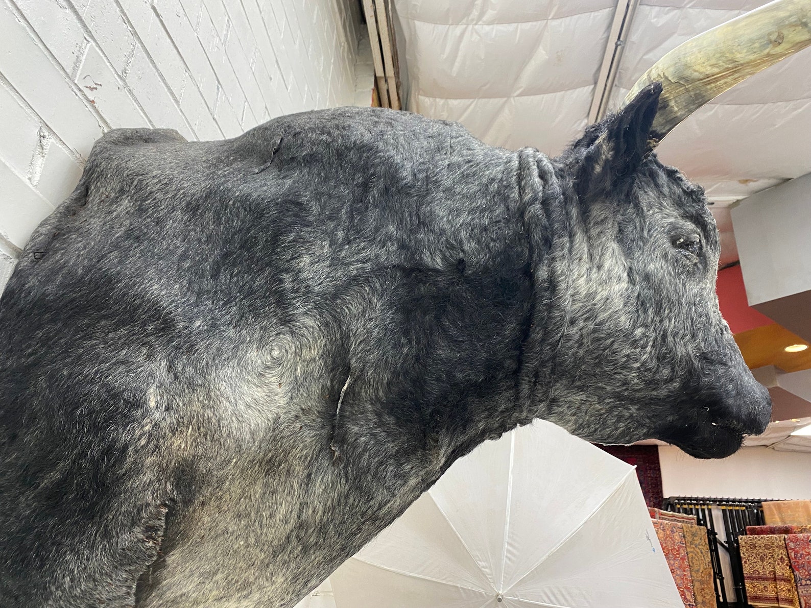 Bulls Head Mount - Etsy