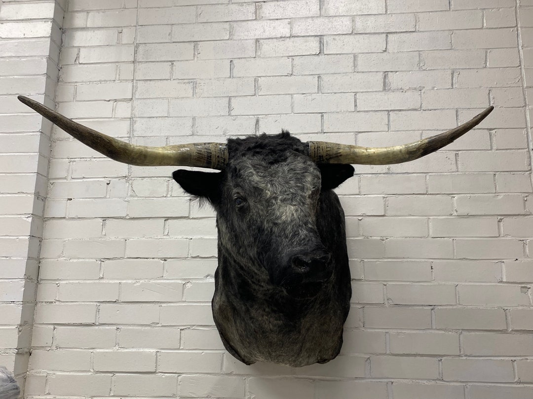 Bulls Head Mount - Etsy