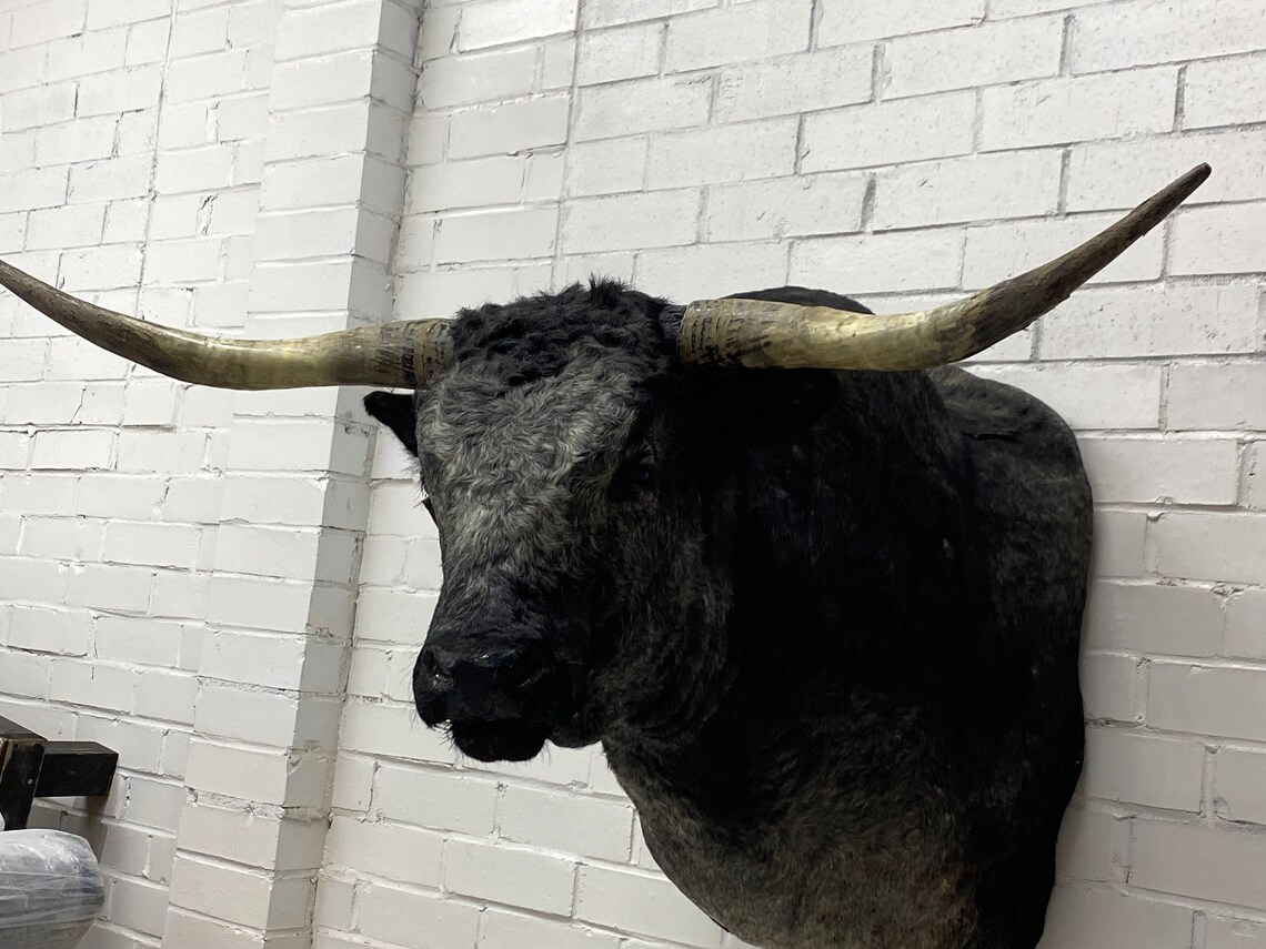 Bulls Head Mount - Etsy