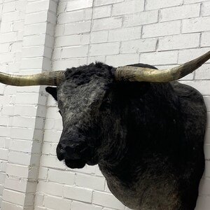 Bulls Head Mount - Etsy
