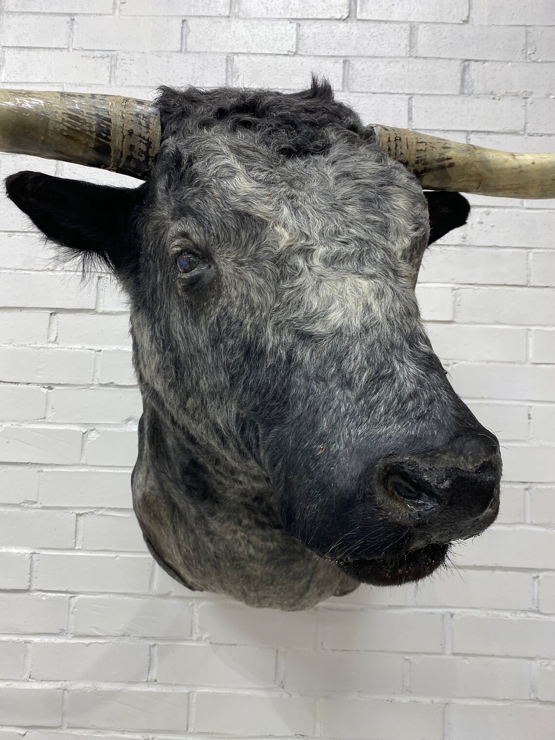 Bulls Head Mount - Etsy