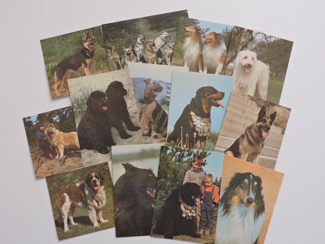 Dogs Postcards, Set of Postcards From 80s, Soviet Postcard Set, Big ...
