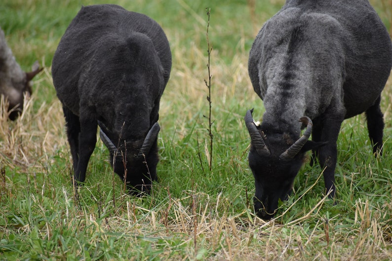 Worsted Aran Weight Icelandic Sheep Yarn Skein No Dye Natural Color ...