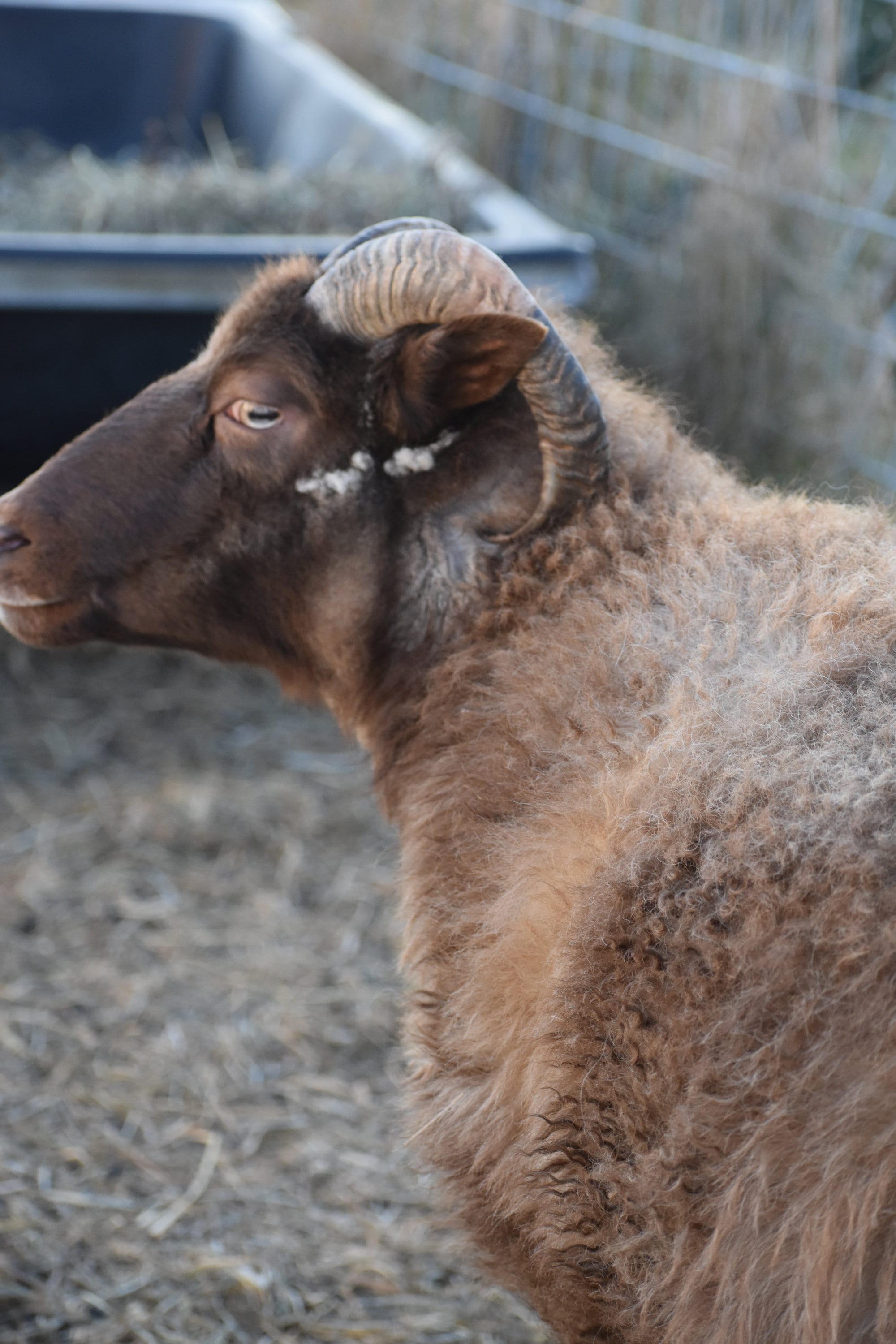 Icelandic Sheep Roving, Natural Color Wool in Light Gray, Ecru, Tan ...