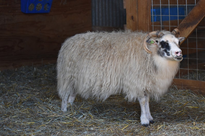 Icelandic Sheep Roving, Natural Color Wool in Light Gray, Ecru, Tan ...