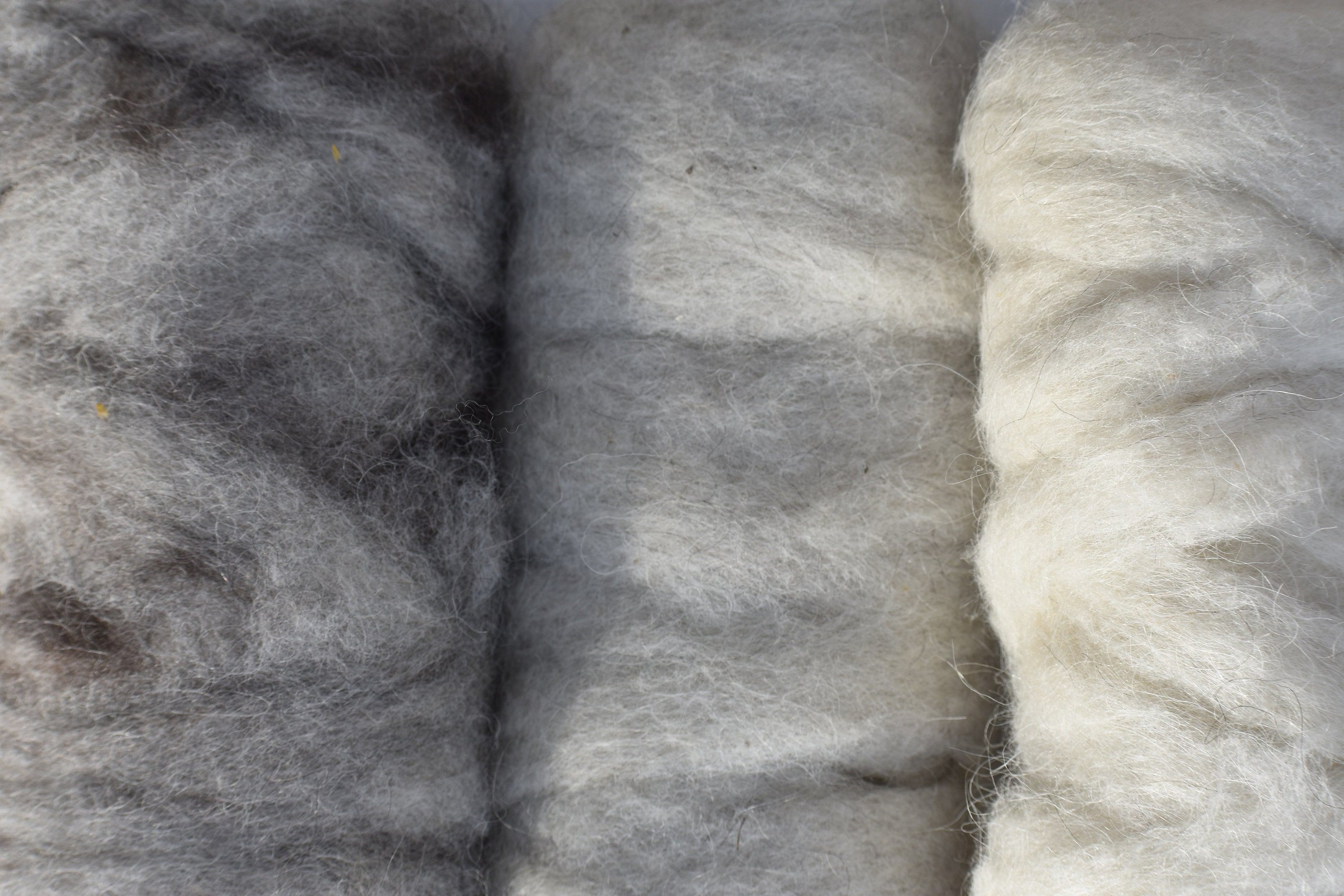Icelandic Sheep Roving, Natural Color Wool in Light Gray, Ecru, Tan ...