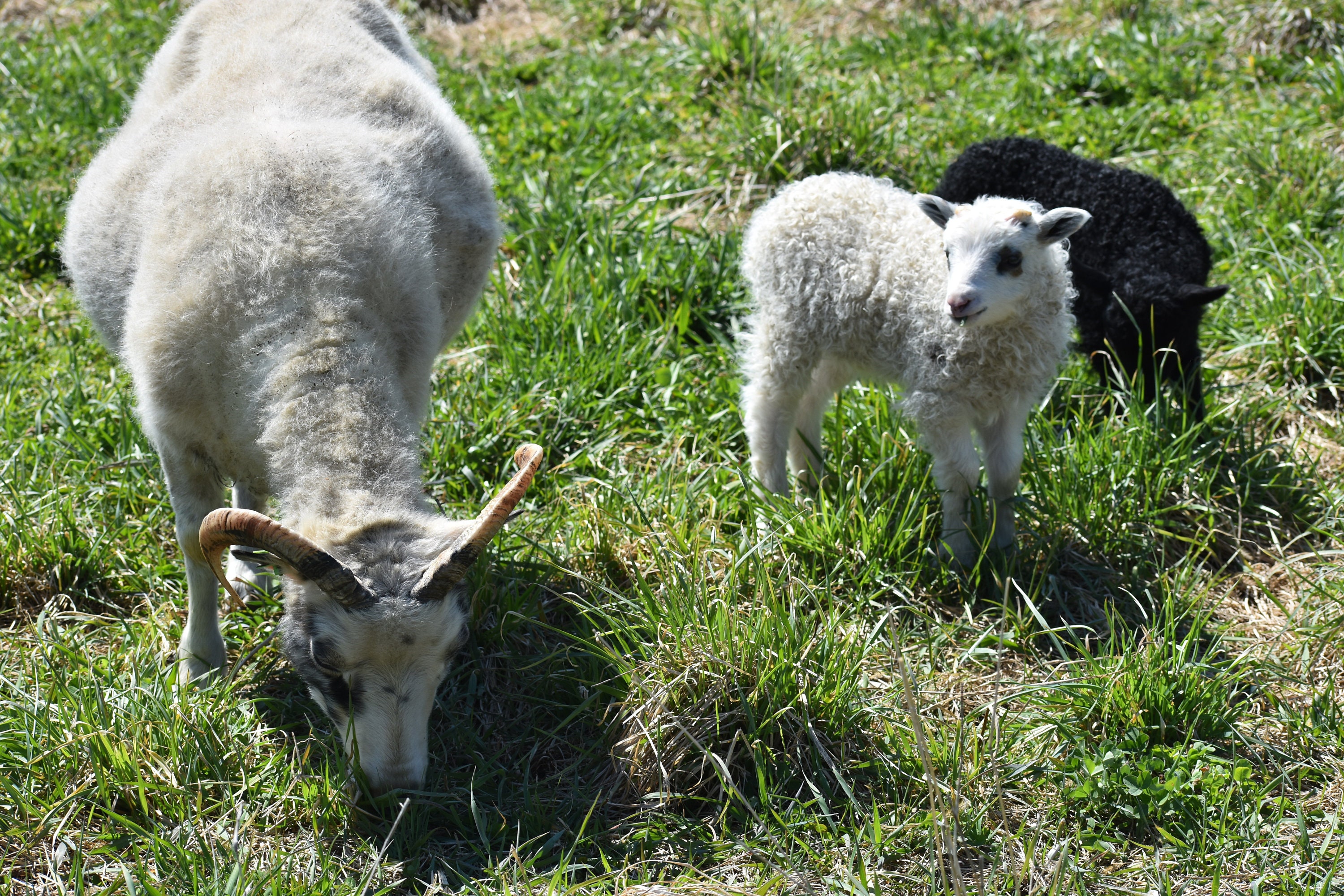 Worsted Aran Weight Icelandic Sheep Yarn Skein No Dye Natural Color ...