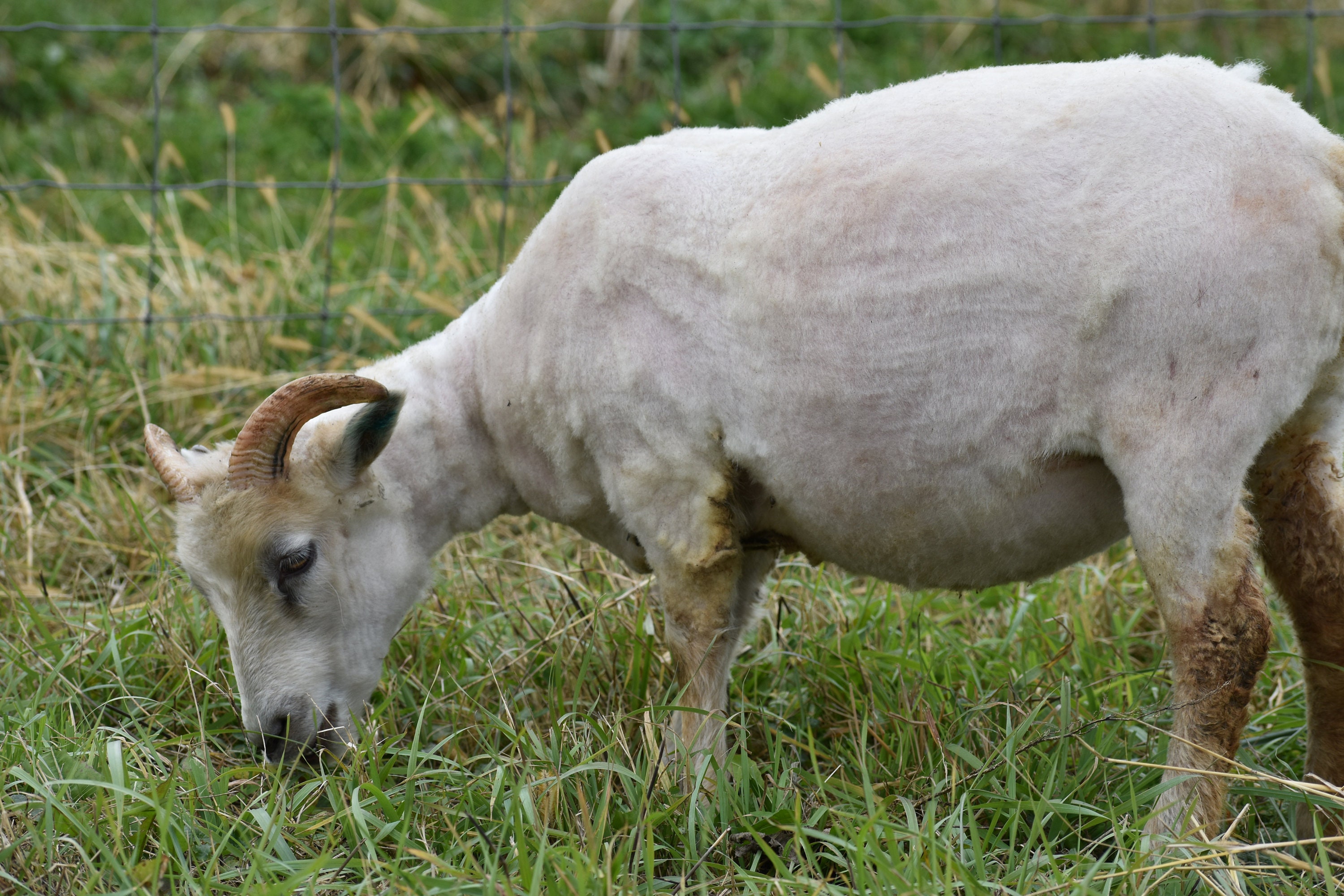 Worsted Aran Weight Icelandic Sheep Yarn Skein No Dye Natural Color ...