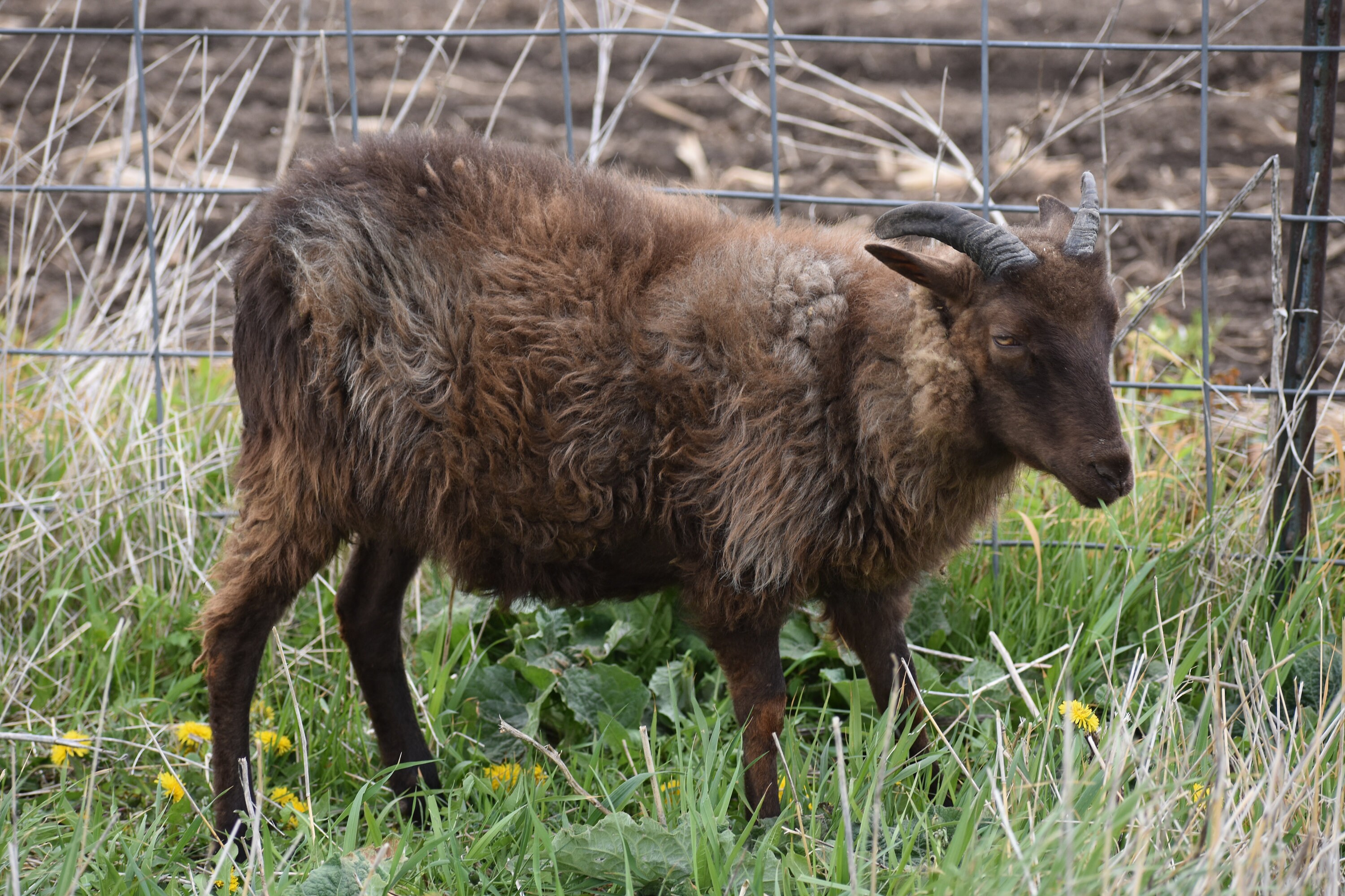 Worsted Aran Weight Icelandic Sheep Yarn Skein No Dye Natural Color ...