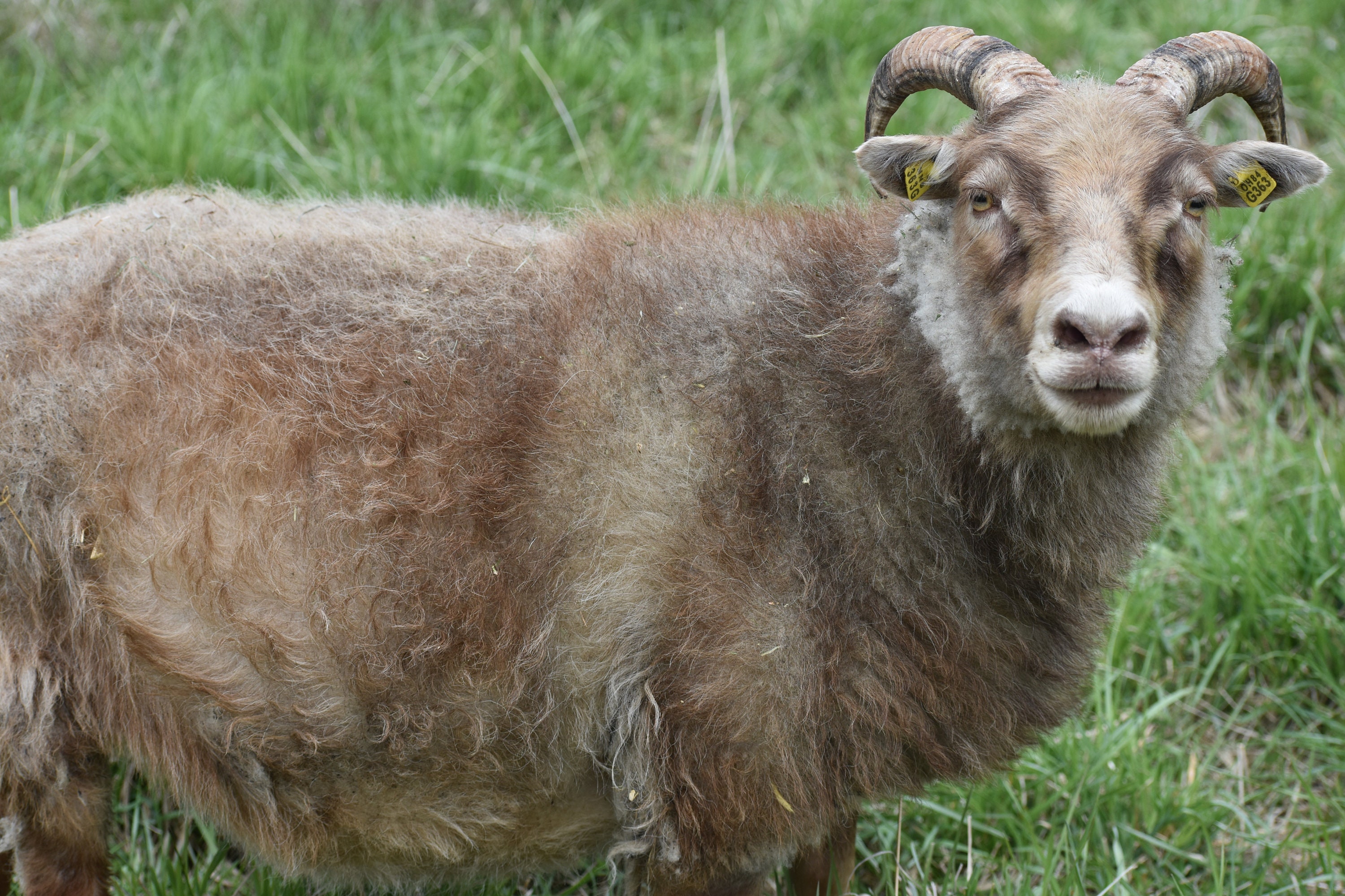 Icelandic Sheep Roving, Natural Color Wool in Light Gray, Ecru, Tan ...