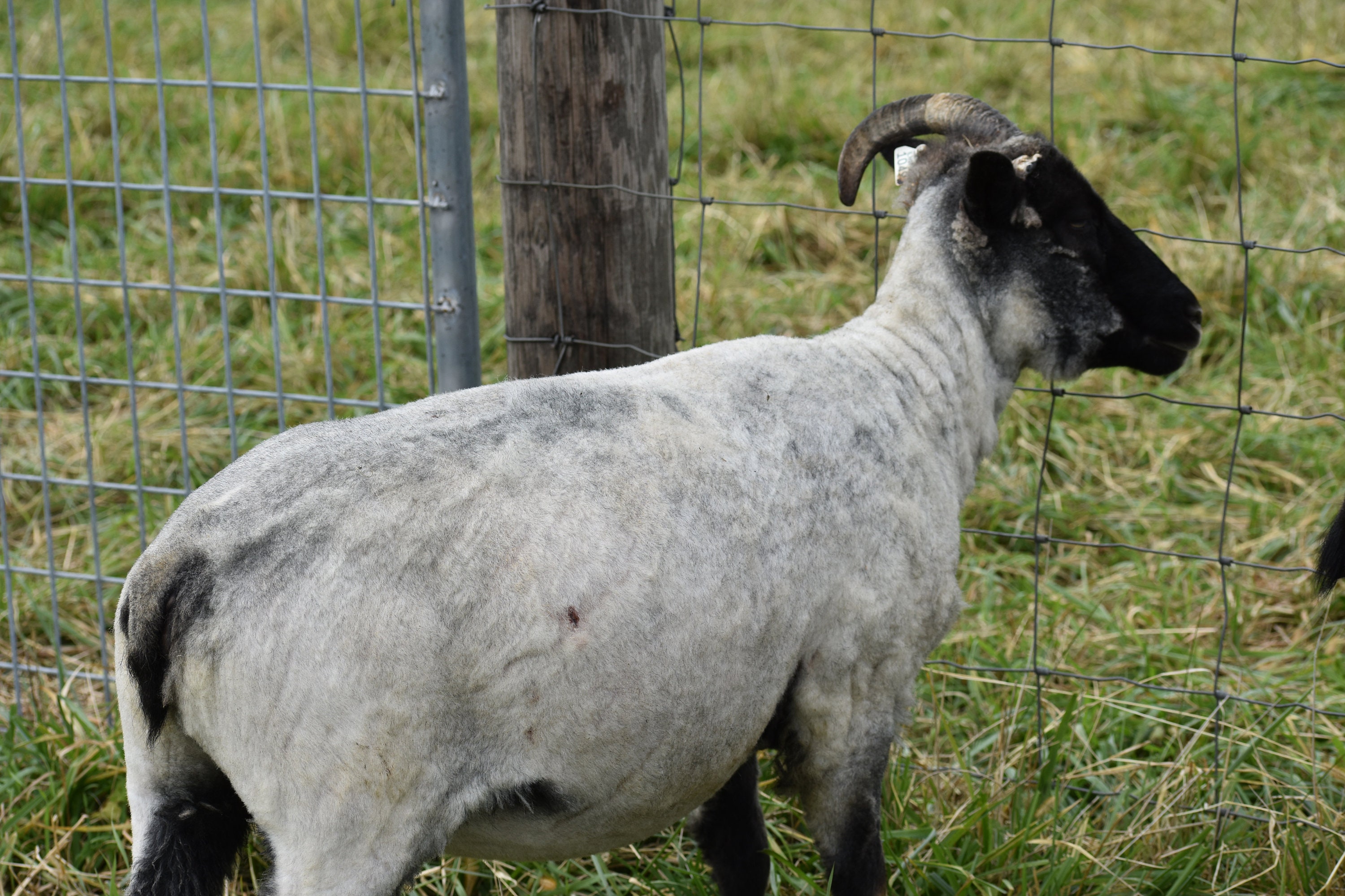 Worsted Aran Weight Icelandic Sheep Yarn Skein No Dye Natural Color ...