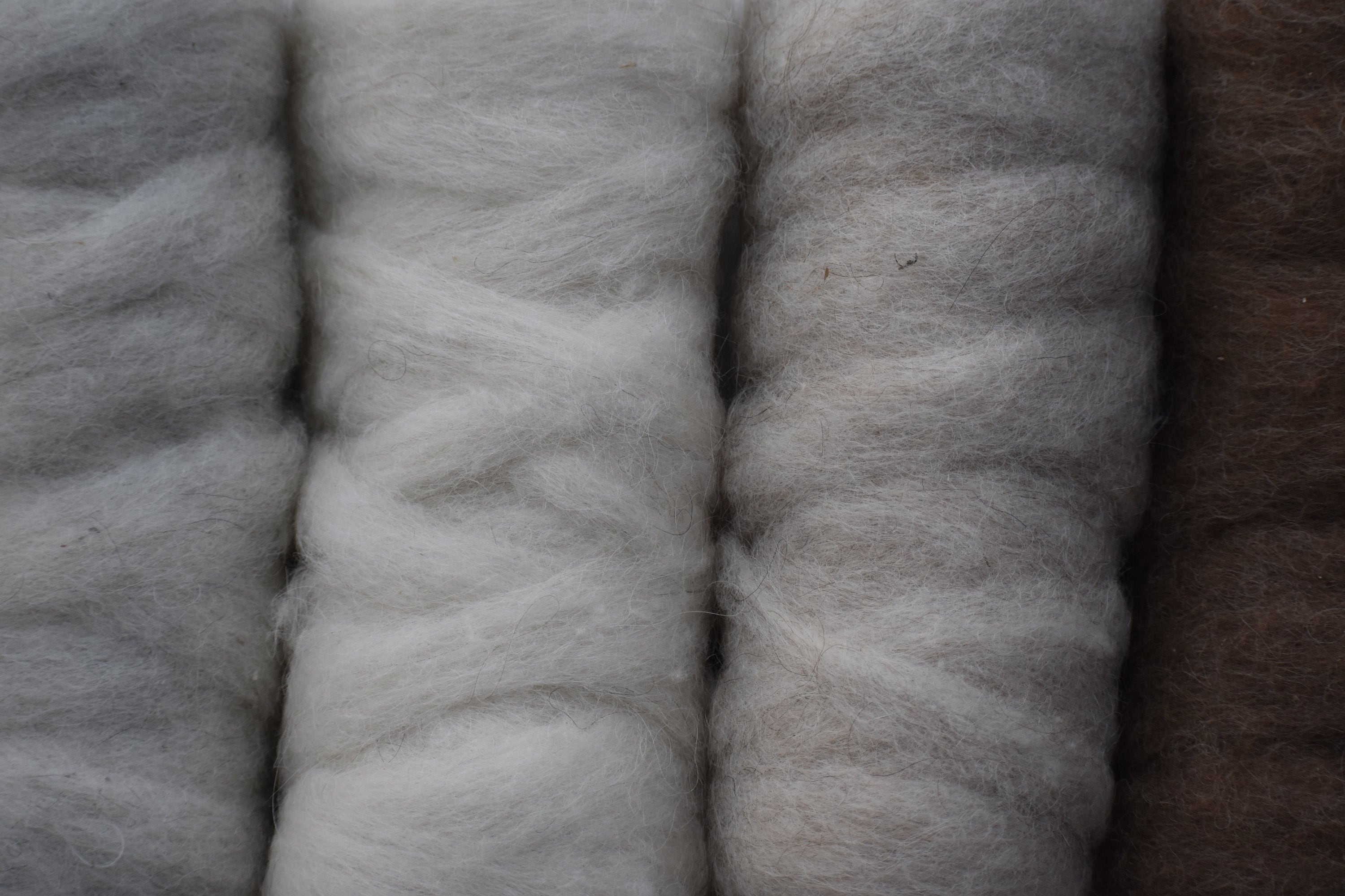 Icelandic Sheep Roving, Natural Color Wool in Light Gray, Ecru, Tan ...