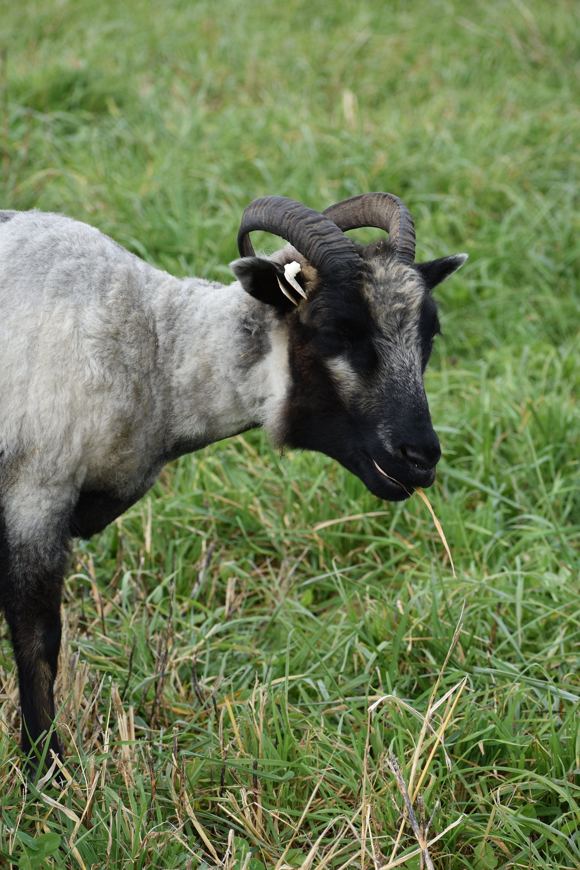 Worsted Aran Weight Icelandic Sheep Yarn Skein No Dye Natural Color ...