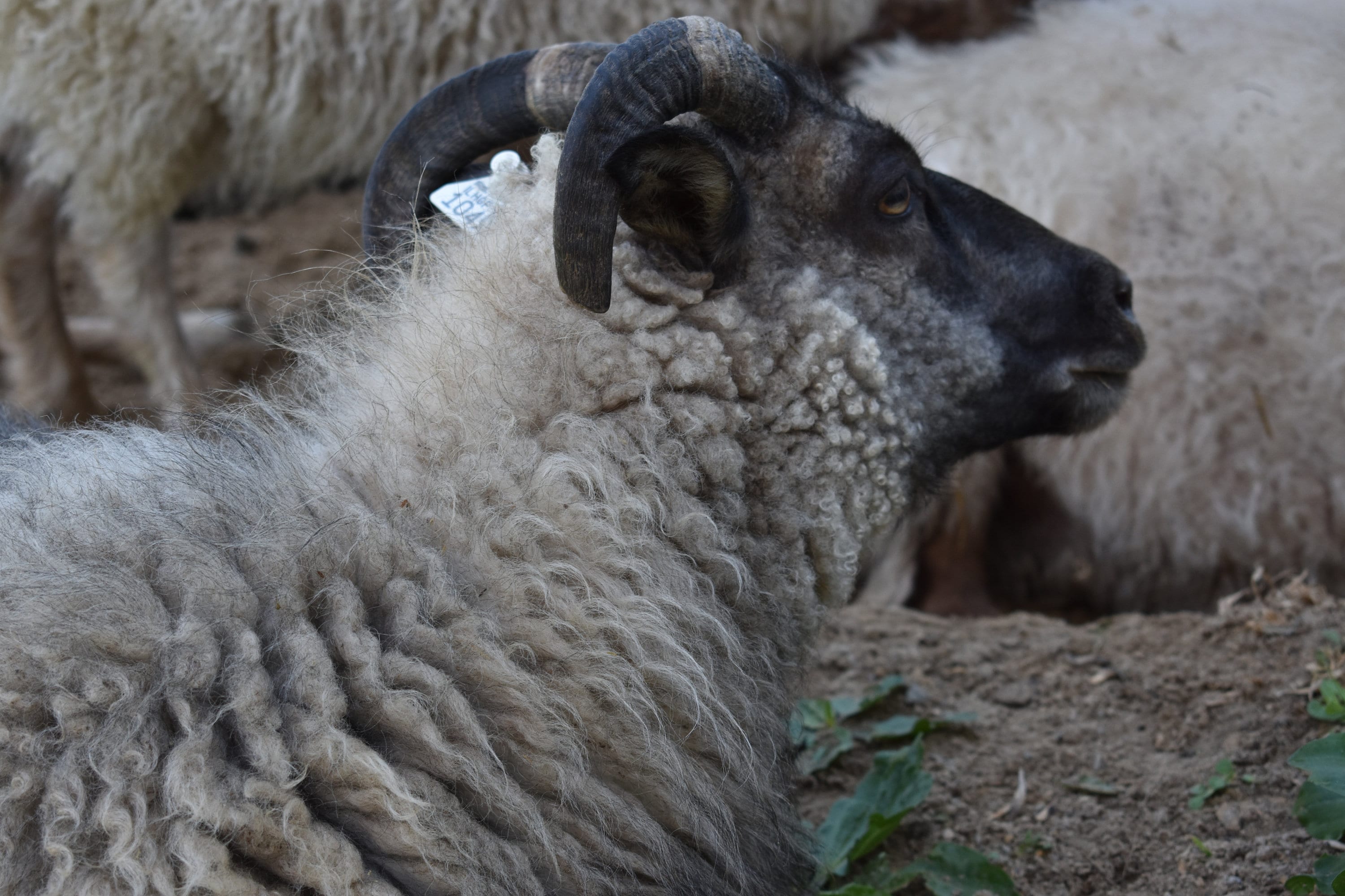 Icelandic Sheep Roving, Natural Color Wool in Light Gray, Ecru, Tan ...