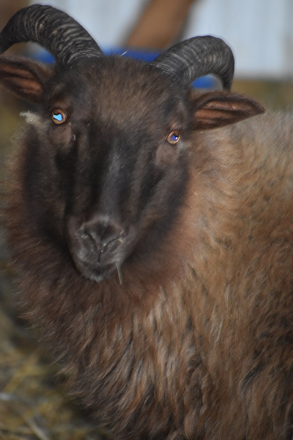 Icelandic Sheep Roving, Natural Color Wool in Light Gray, Ecru, Tan ...