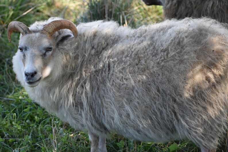 Icelandic Sheep Roving Bumps, Natural Colors, Bicolor black, White and ...